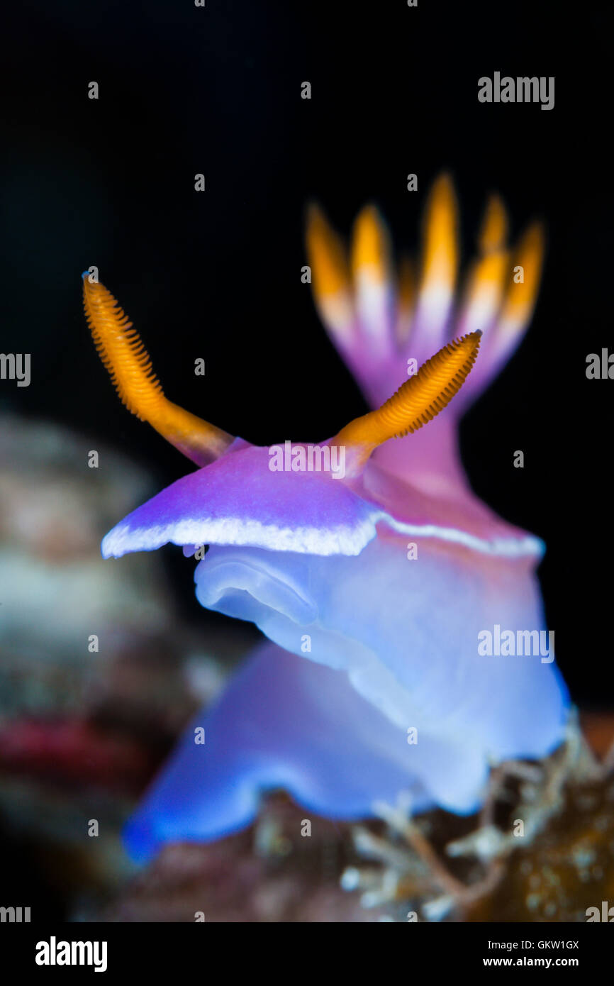 Pink Dorid Nudibranch, Hypselodoris bullockii, Bali, Indonesia Stock ...