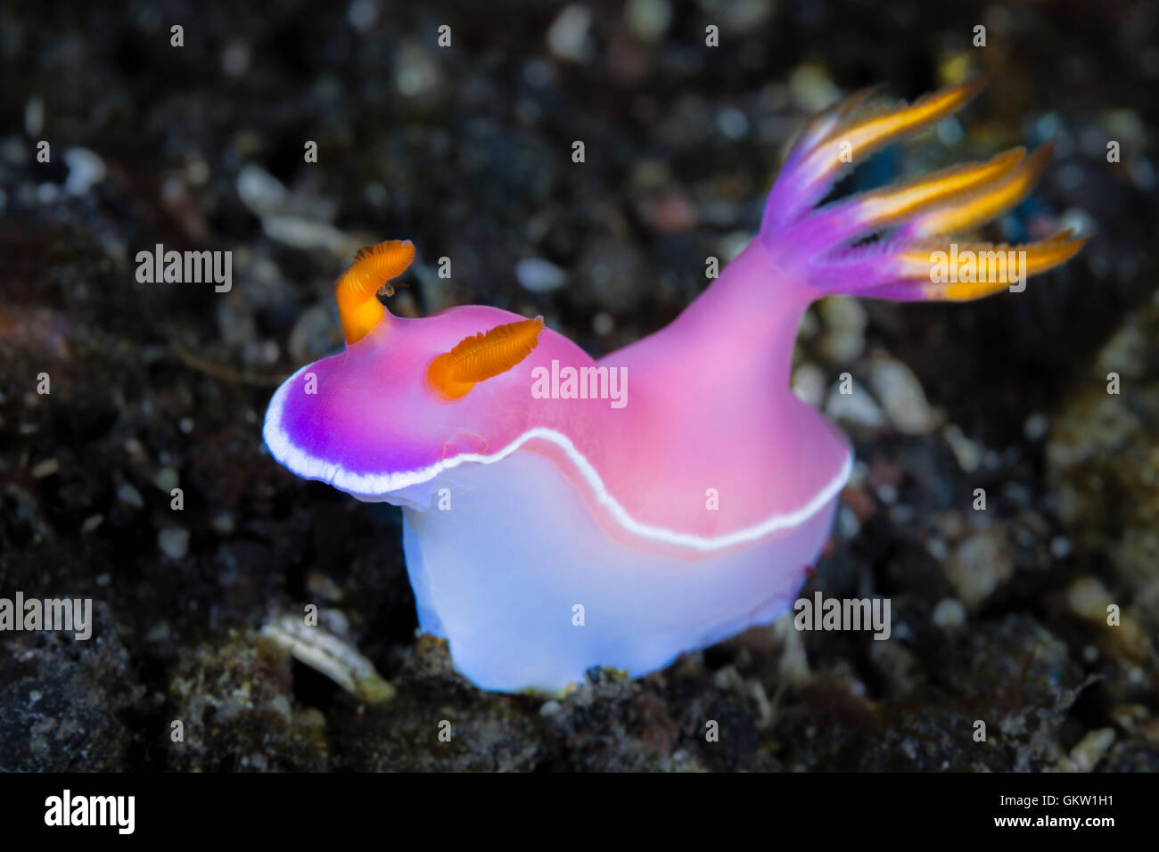 Pink sea slug hi-res stock photography and images - Alamy