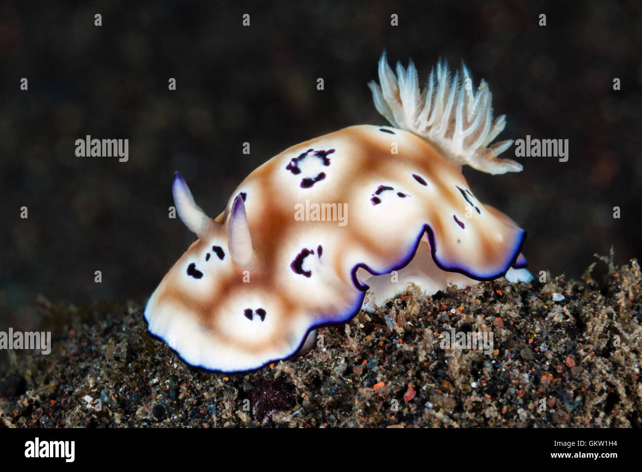 Dorid Nudibranch, Chromodoris leopardus, Bali, Indonesia Stock Photo ...