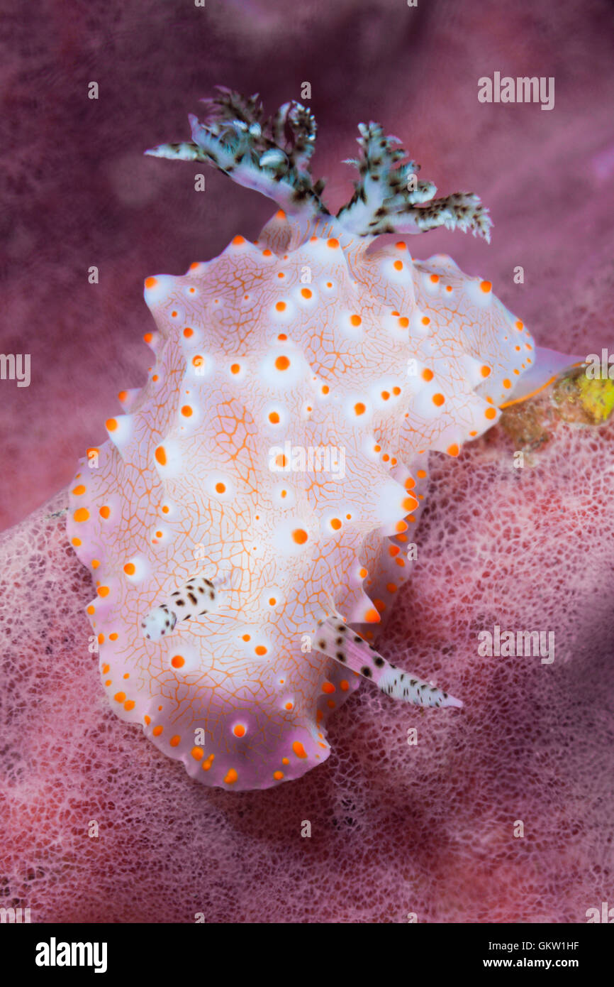 Halgerda Nudibranch, Halgerda malesso, Bali, Indonesia Stock Photo - Alamy