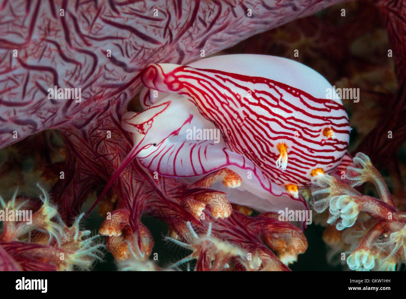 Pink Cowries High Resolution Stock Photography and Images - Alamy