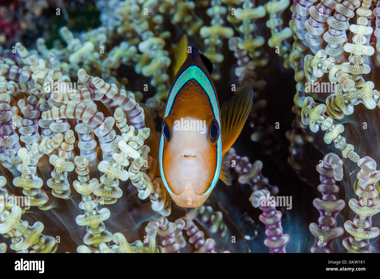 Clarks Anemonefish, Amphiprion clarkii, Bali, Indonesia Stock Photo - Alamy