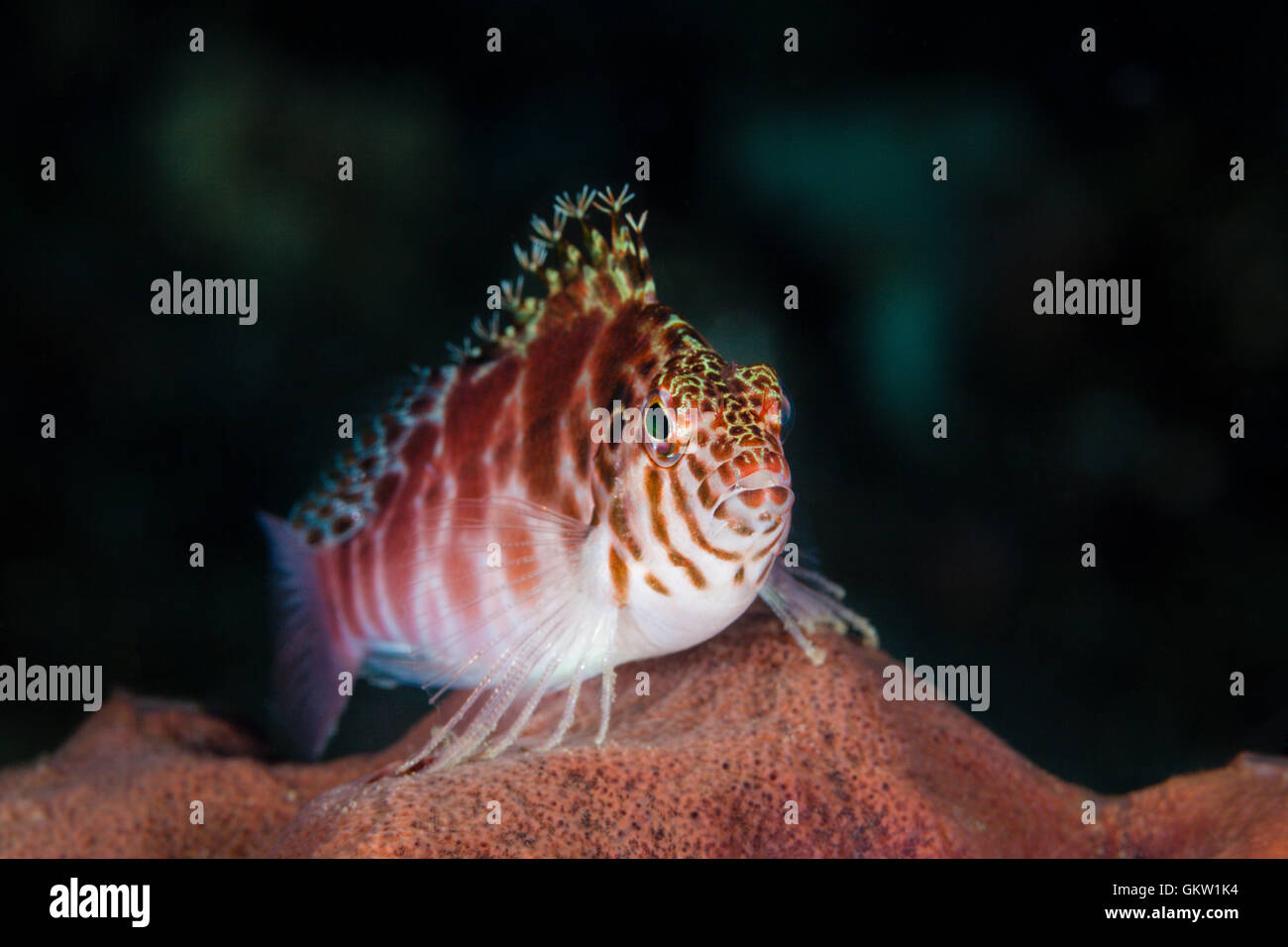 Indian threadfin hi-res stock photography and images - Alamy