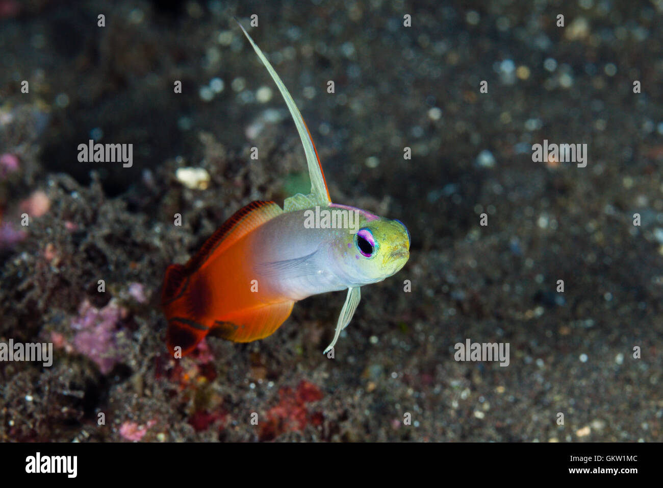 Fire Dartfish, Nemateleotris magnifica, Bali, Indonesia Stock Photo - Alamy