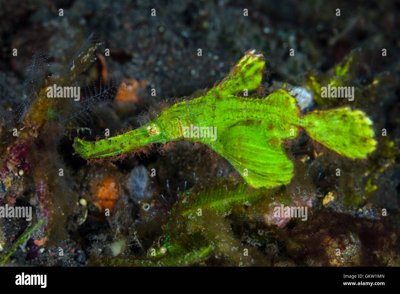 Lesser Pipefish High Resolution Stock Photography and Images - Alamy