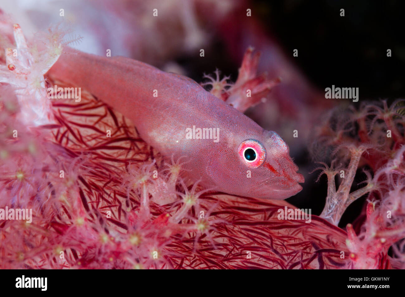 Fish goby underwater hi-res stock photography and images - Alamy