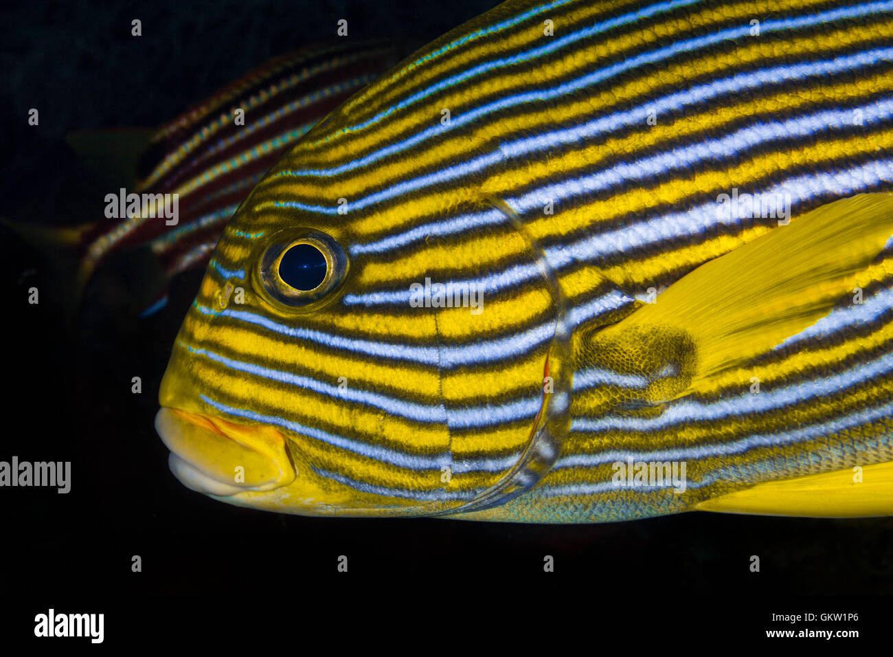 Yellow striped fish hi-res stock photography and images - Alamy