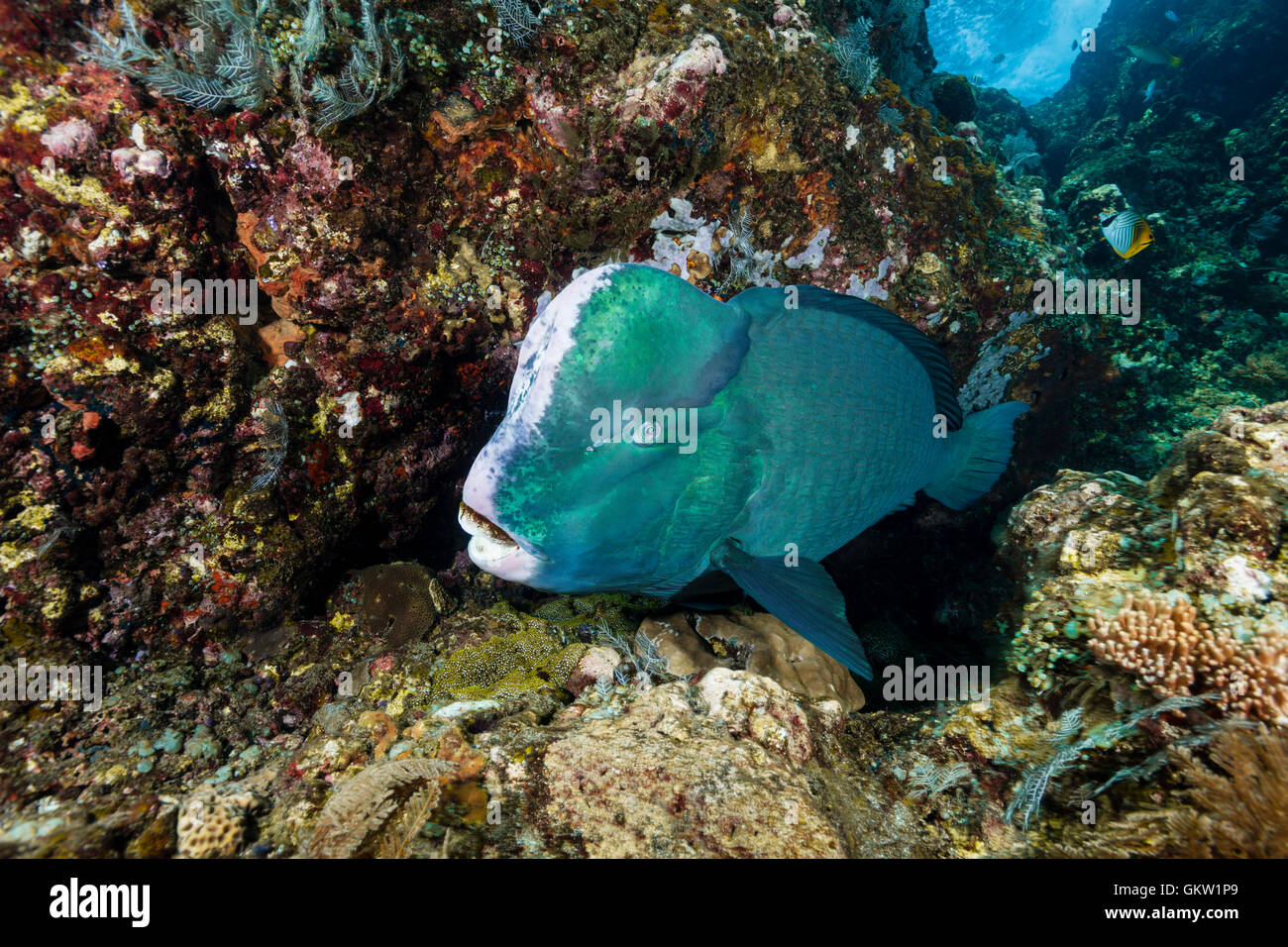 Parrotfish hi-res stock photography and images - Alamy