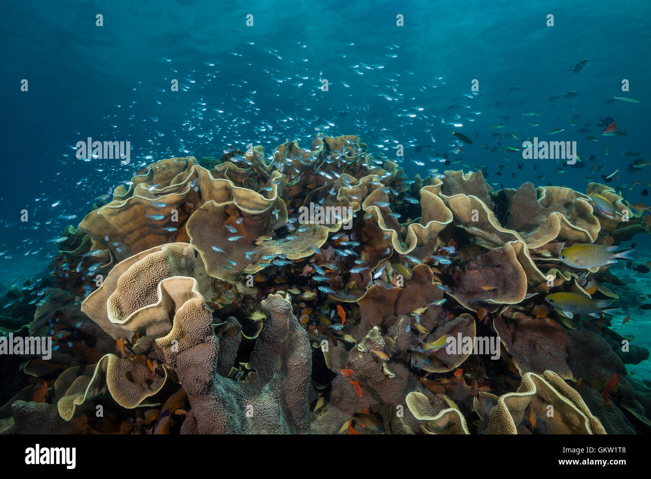 Indonesia coral reef fish hi-res stock photography and images - Alamy