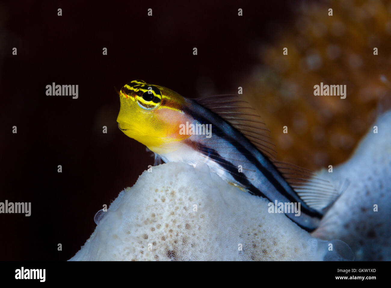 Baths Clown Blenny, Ecsenius bathi, Ambon, Moluccas, Indonesia Stock ...