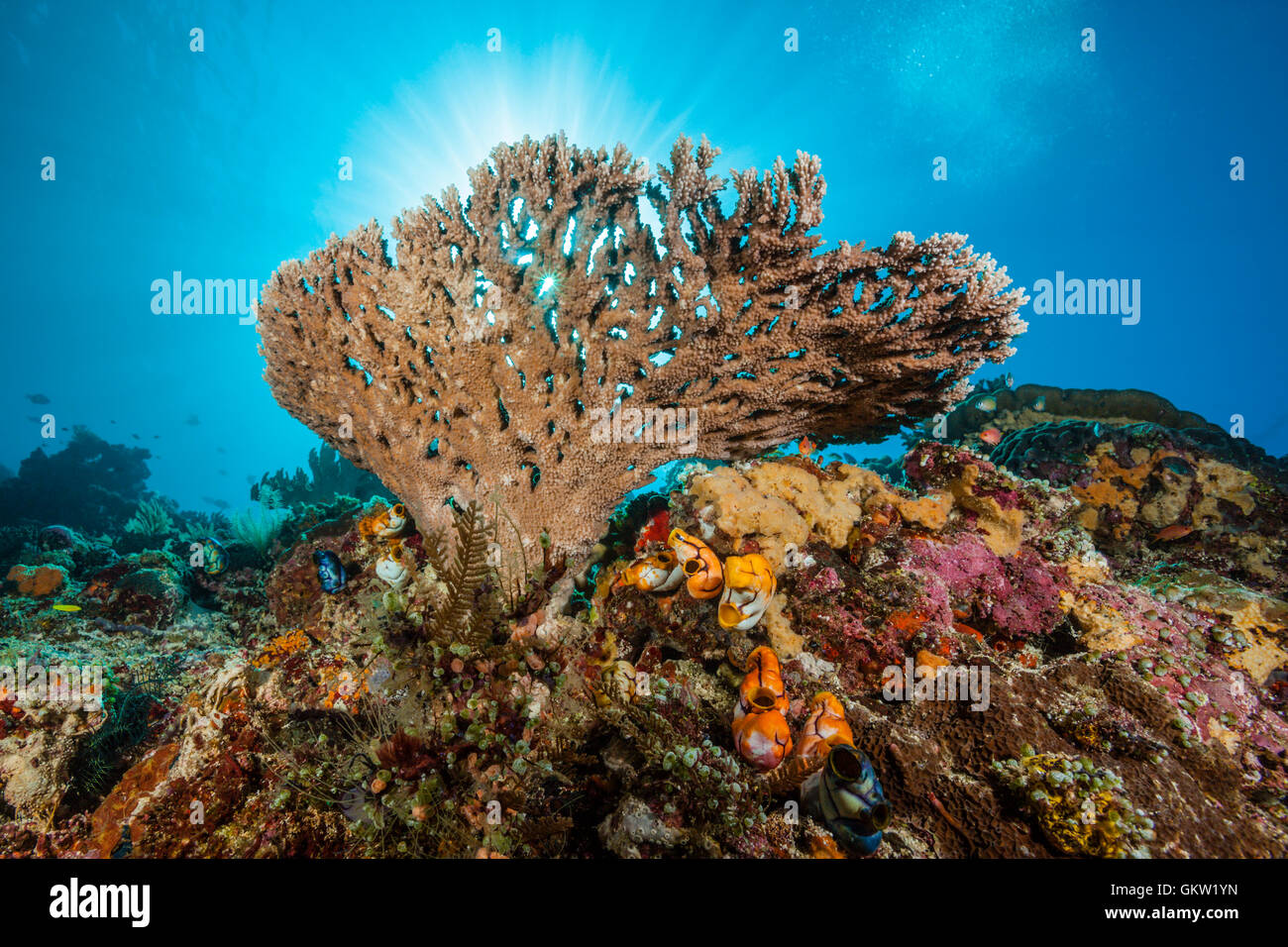 Table Coral in Coral Reef, Acropora, Ambon, Moluccas, Indonesia Stock ...