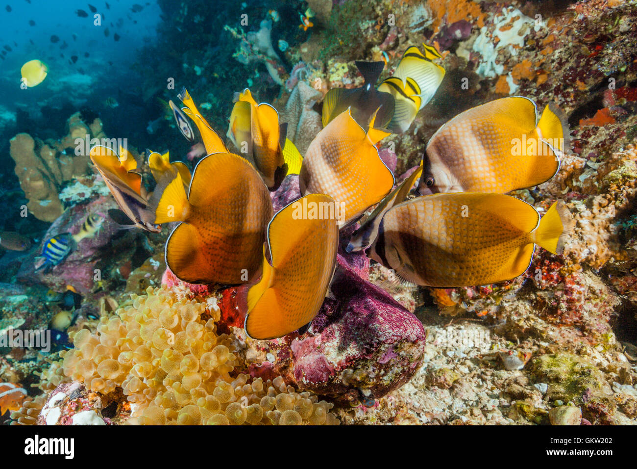 Spawn of a fish hi-res stock photography and images - Alamy