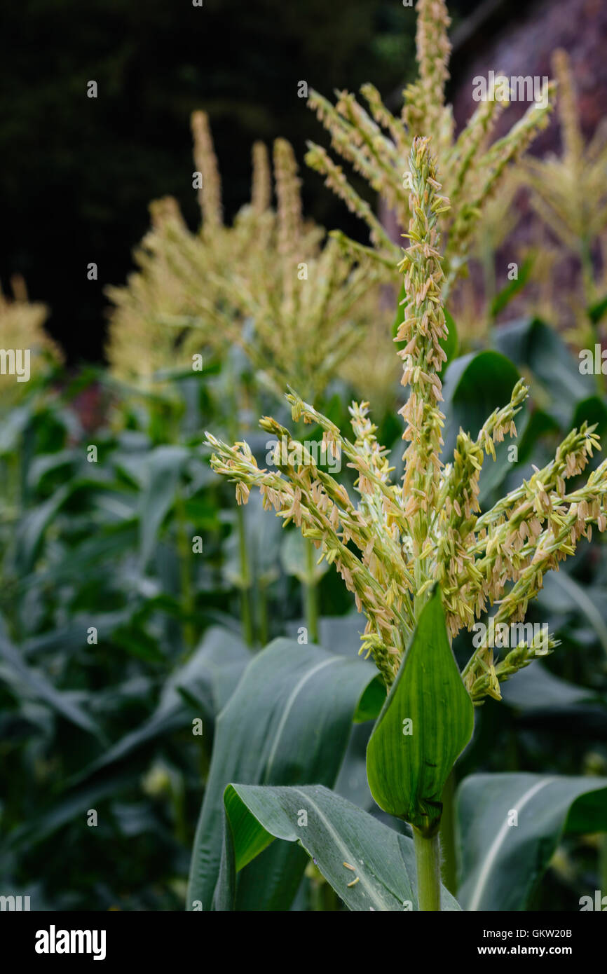 organically grown corn rows Stock Photo - Alamy