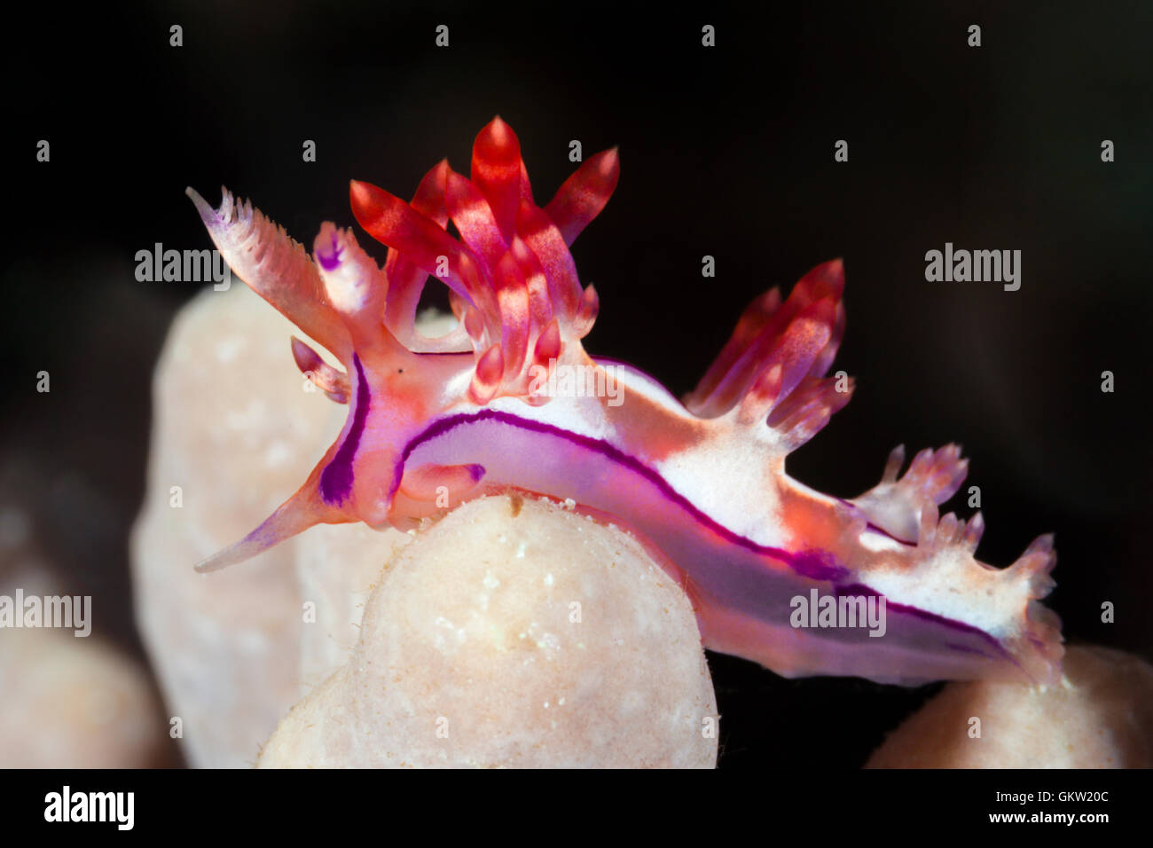 Aeolid Nudibranch, Flabellina rubrolineata, Ambon, Moluccas, Indonesia ...
