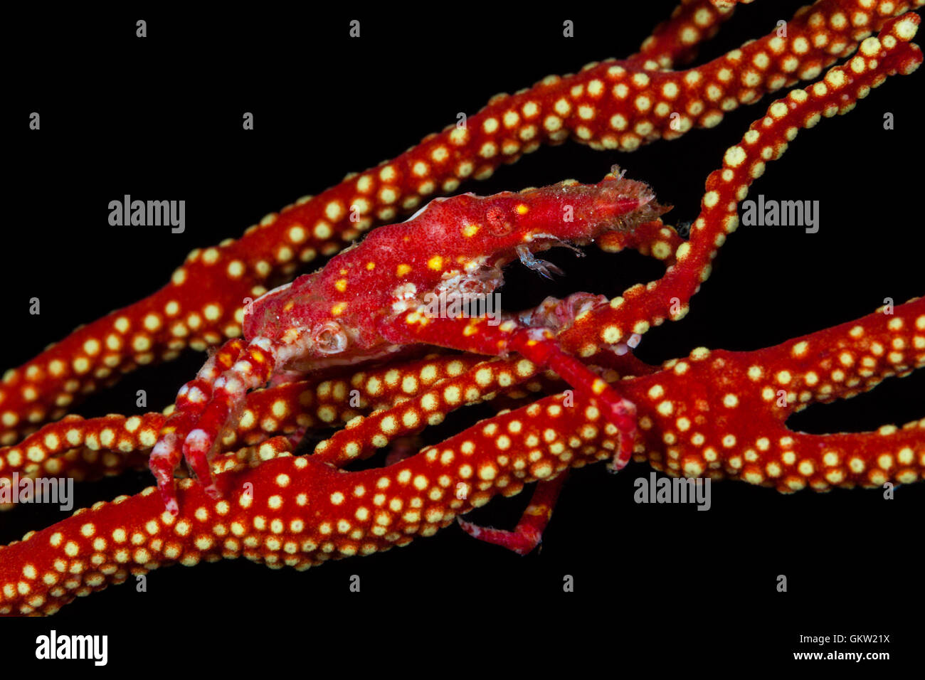 Conic Spider Crab, Xenocarcinus conicus, Ambon, Moluccas, Indonesia ...