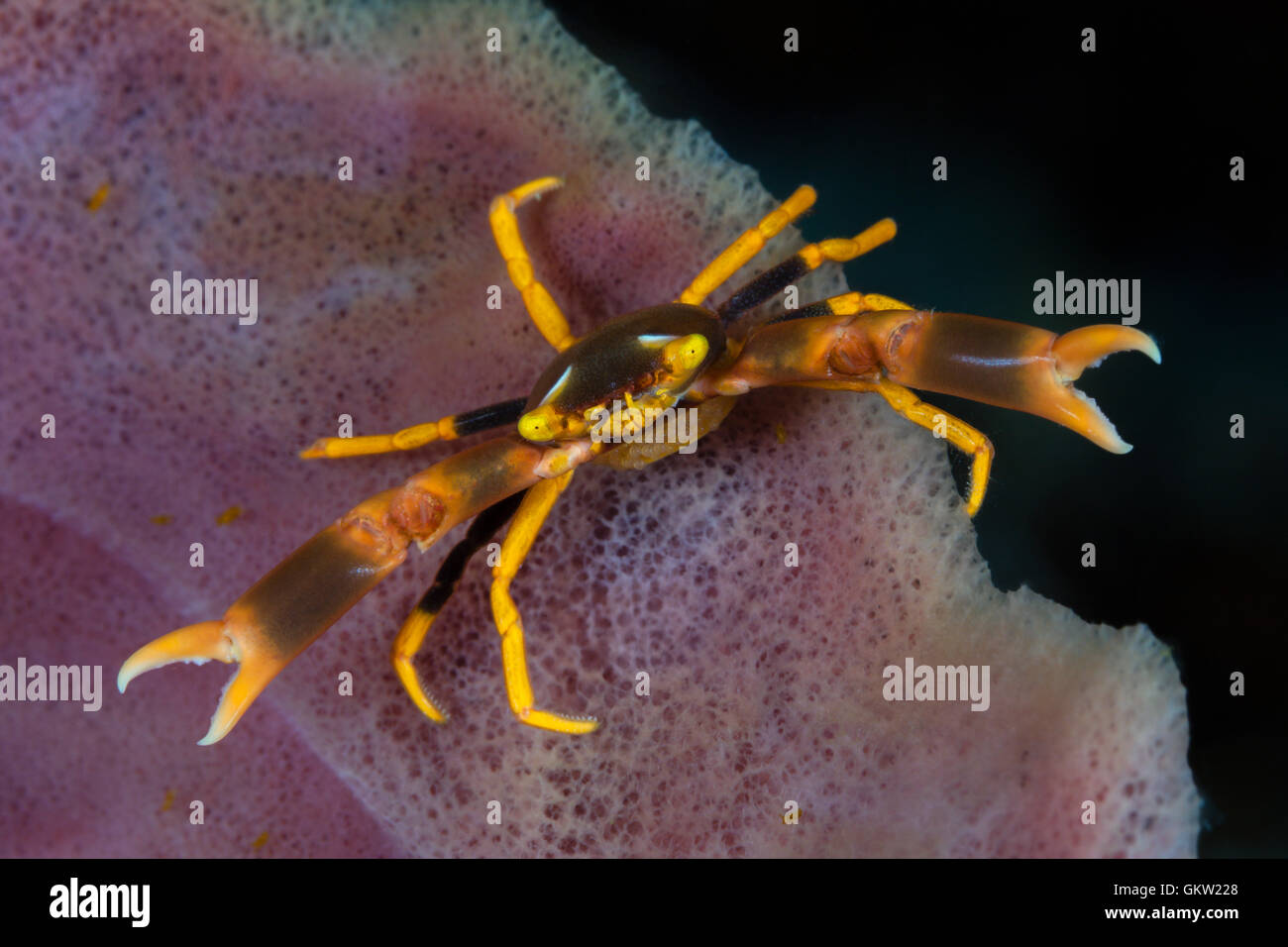 Guard crab trapezia sp hi-res stock photography and images - Alamy