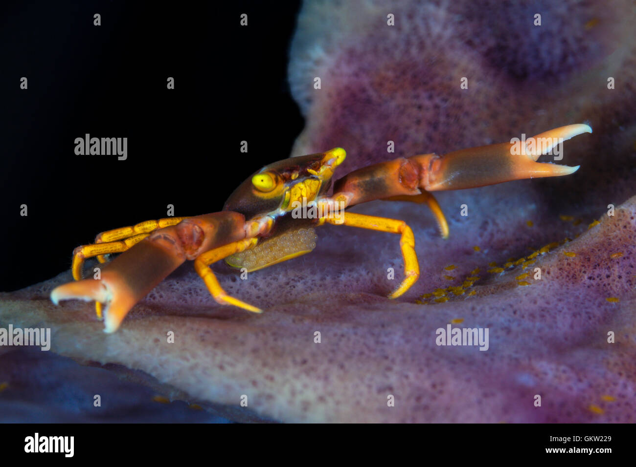 Coral Crab, Trapezia sp., Ambon, Moluccas, Indonesia Stock Photo - Alamy