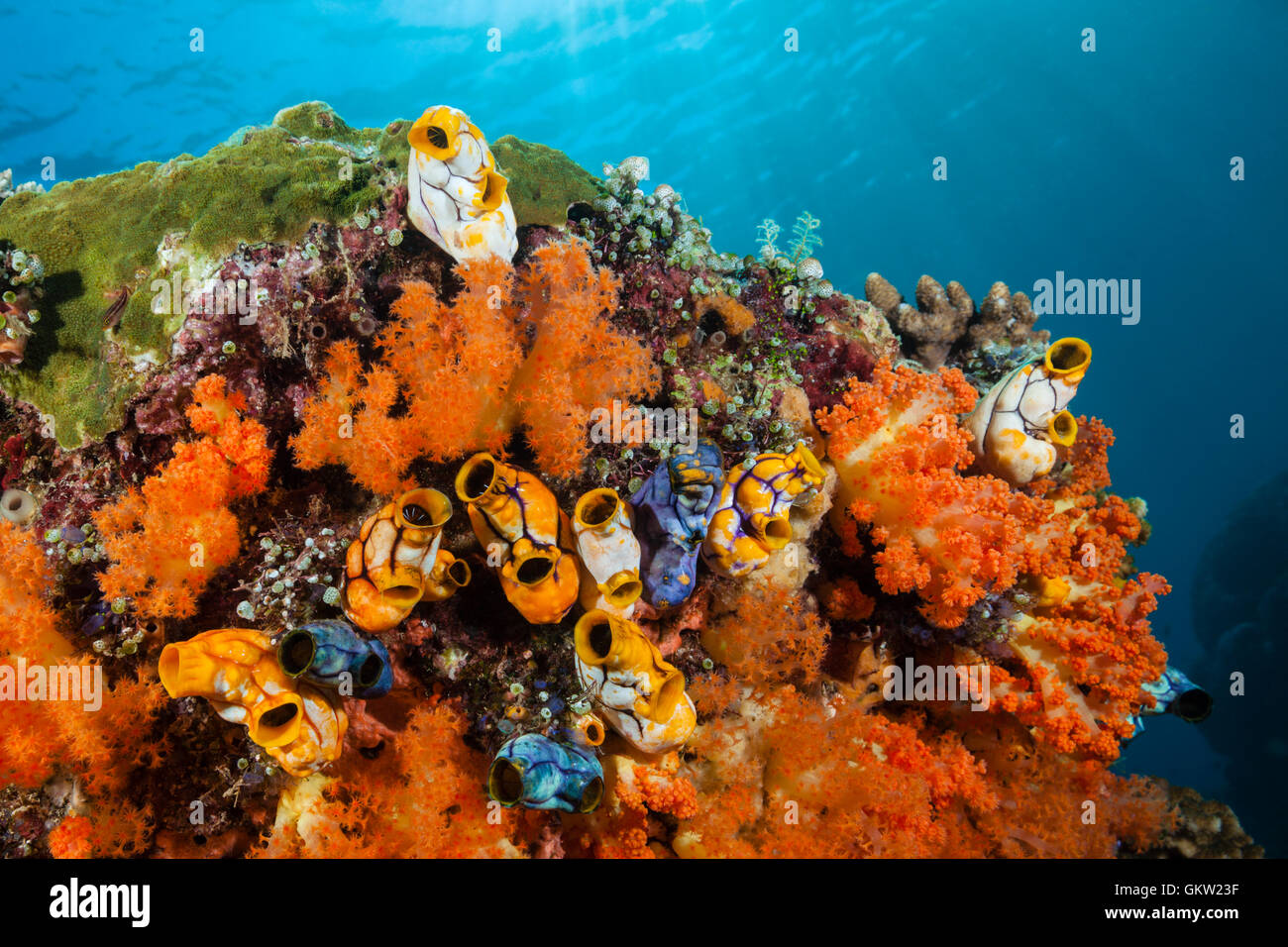 Golden Sea Squirts, Polycarpa aurata, Ambon, Moluccas, Indonesia Stock ...