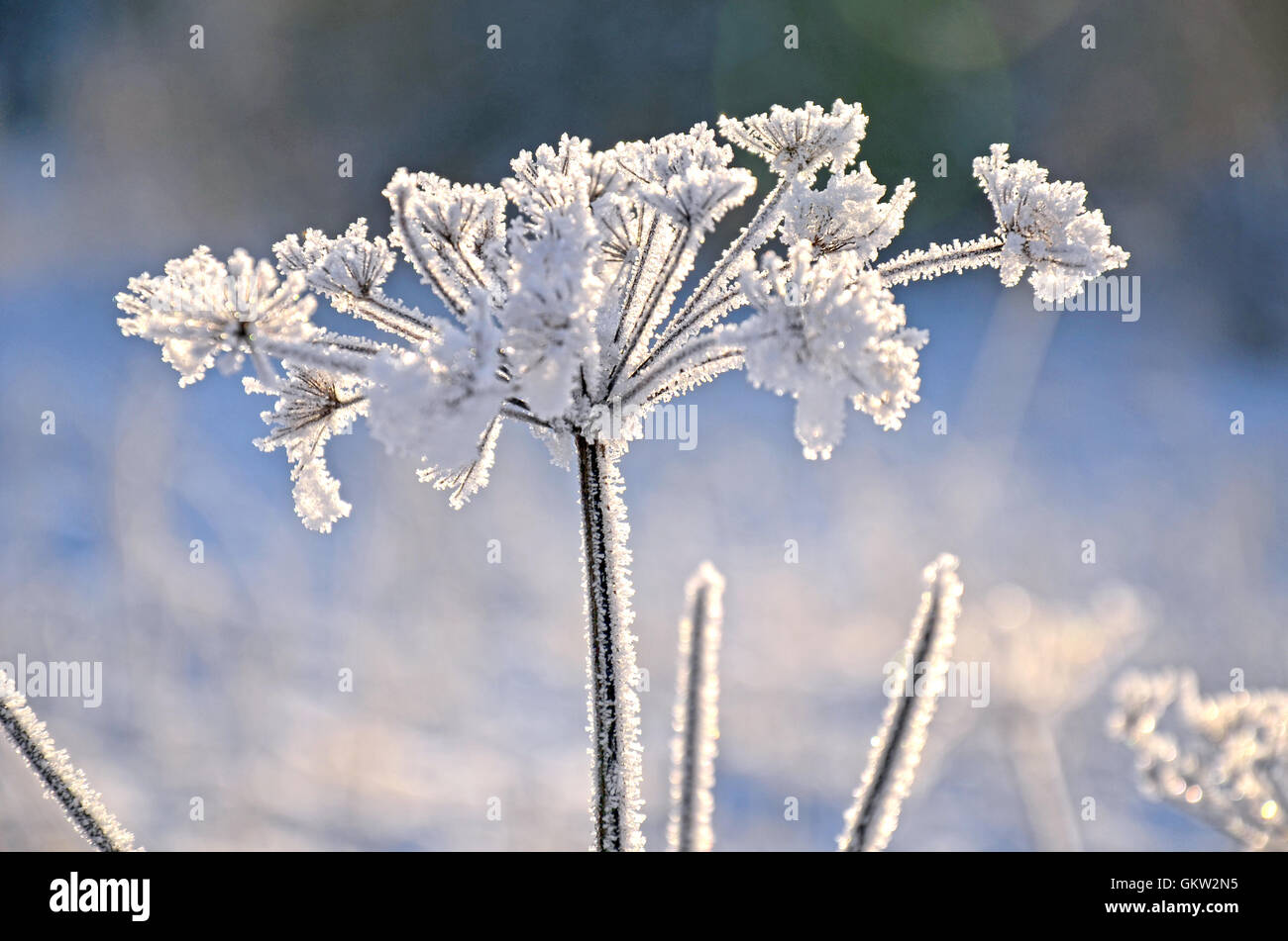 Frozen plant hi-res stock photography and images - Alamy