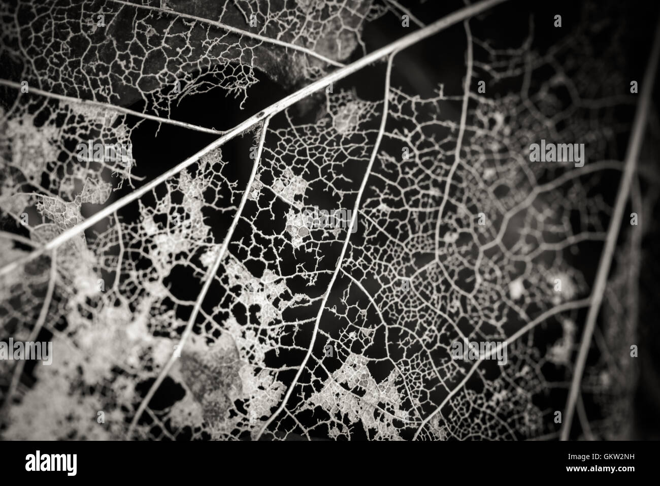 Decaying leaf Stock Photo - Alamy