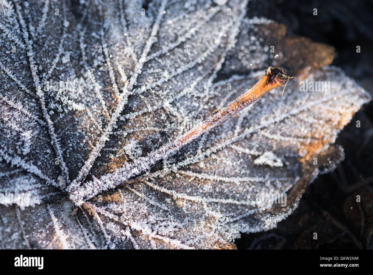 Frosted leaf hi-res stock photography and images - Alamy