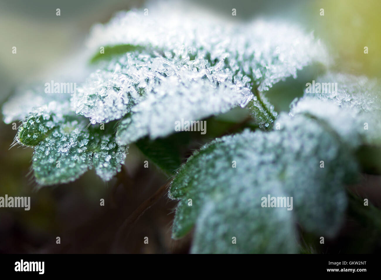 Sugared frosted hi-res stock photography and images - Alamy