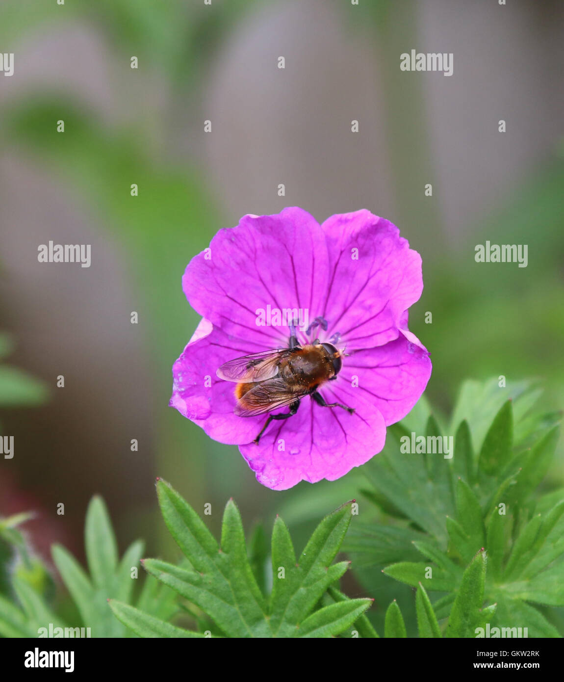 Bee on flower Stock Photo - Alamy