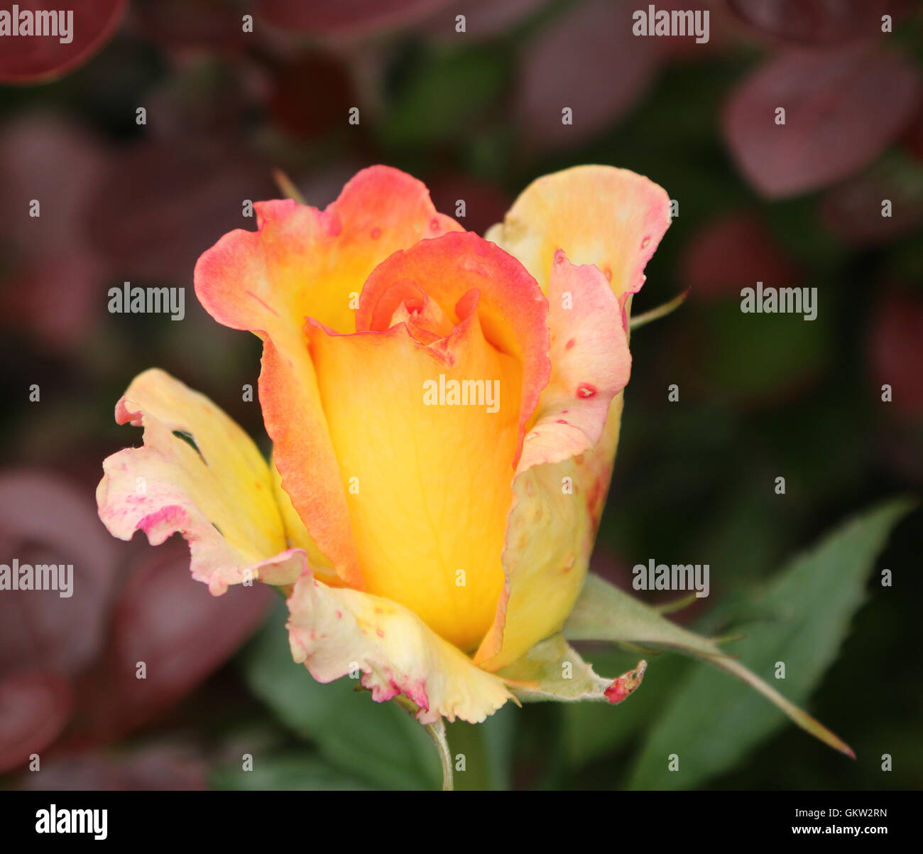 Burnt yellow rose Stock Photo - Alamy