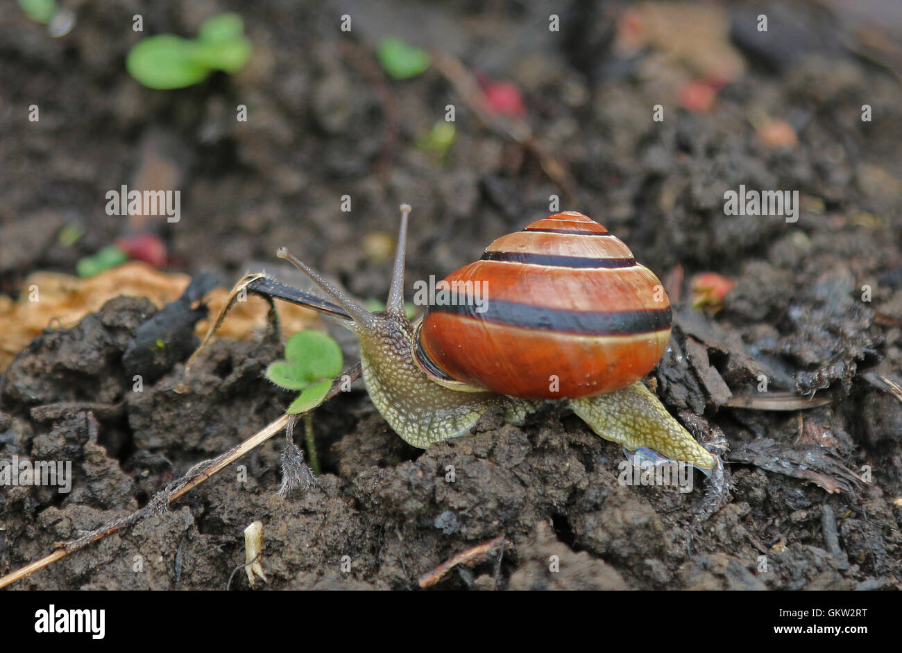 Soil and snail hi-res stock photography and images - Alamy