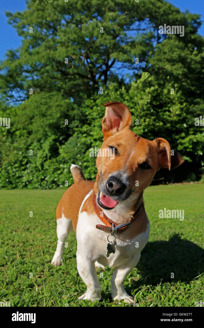 Jack Russell smiling Stock Photo - Alamy