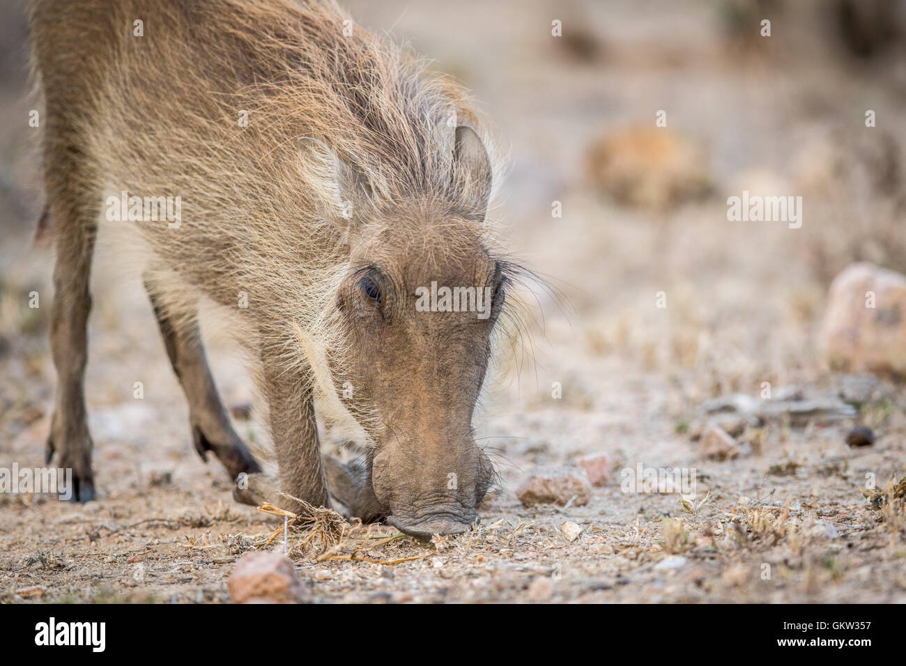 Warthog eating in the Kruger National Park, South Africa Stock Photo ...