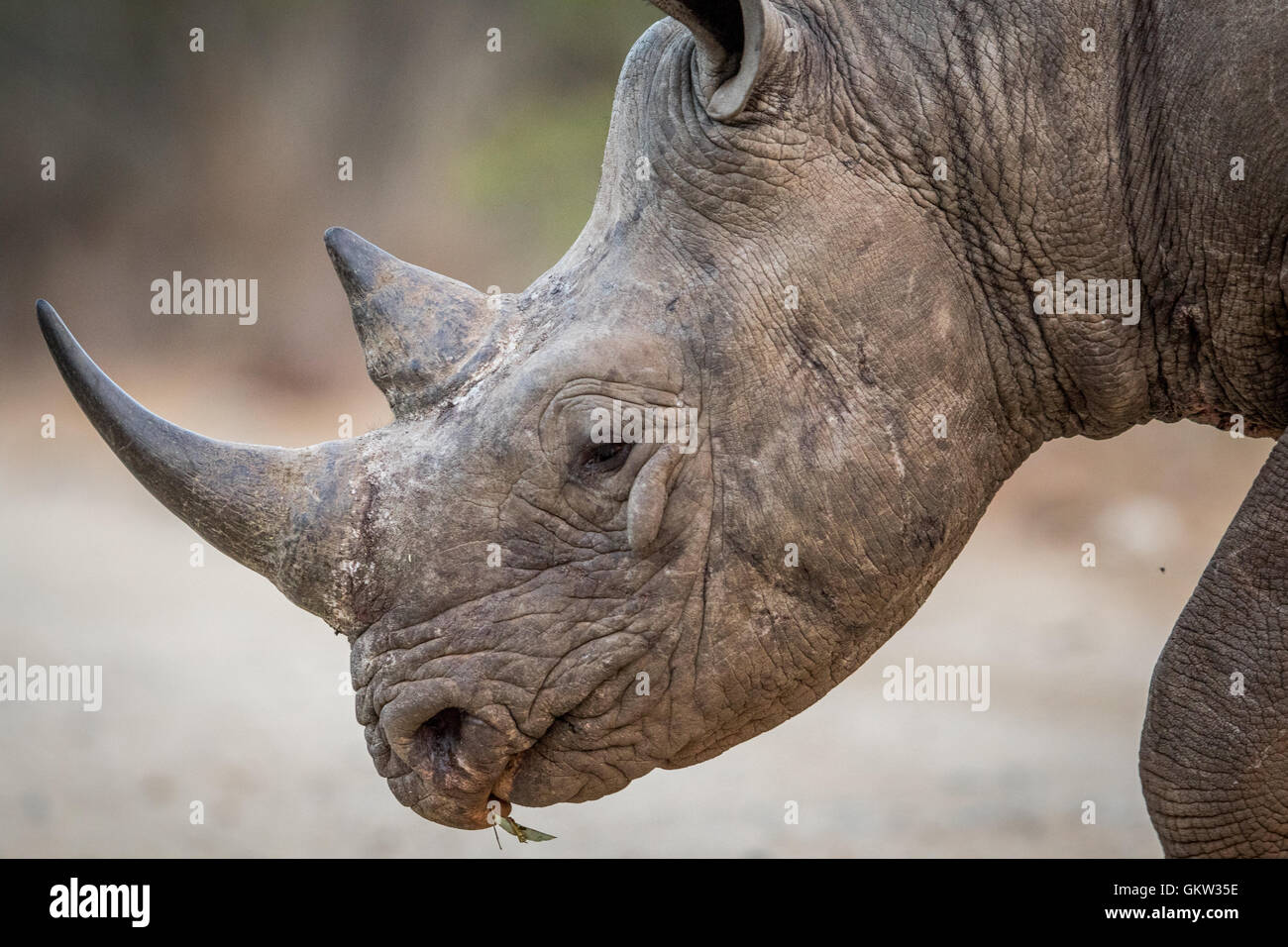 Rhino Head Drawing Front