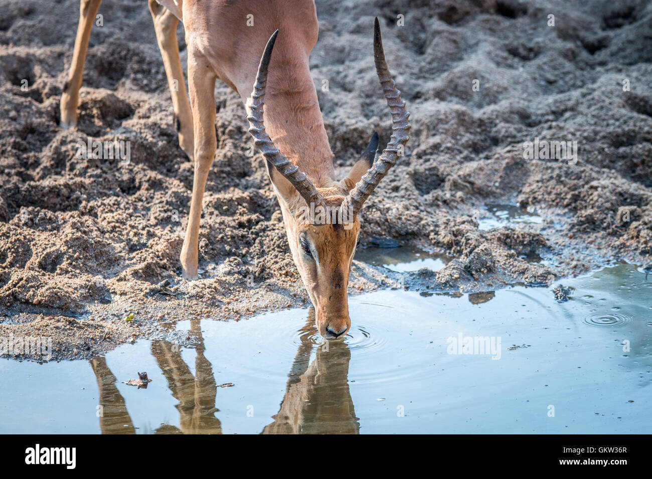 Impala drinking in the Kruger National Park, South Africa Stock Photo ...