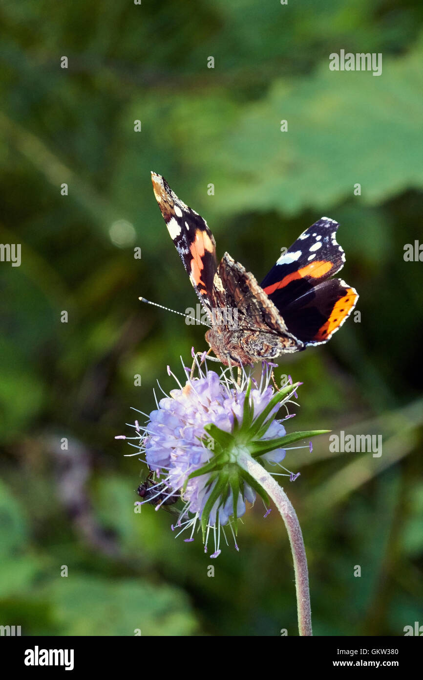 Vanessa atalanta, Red Admiral butterfly Stock Photo - Alamy