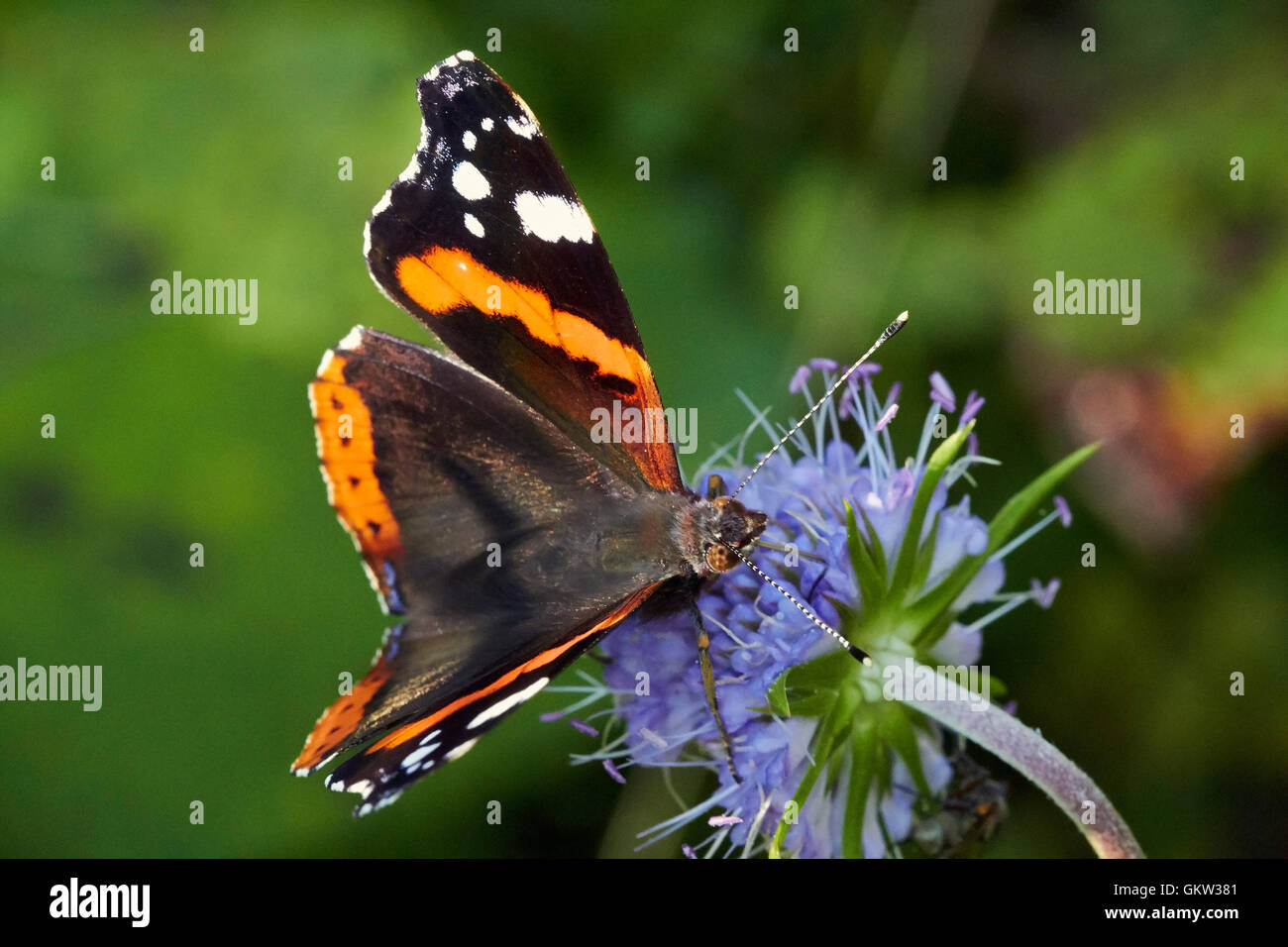Vanessa atalanta, Red Admiral butterfly Stock Photo - Alamy