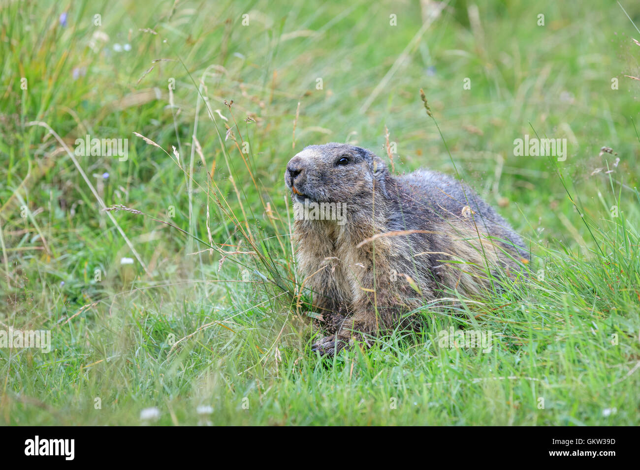 Alpine marmot (Marmota marmota) in the French Alps Stock Photo - Alamy