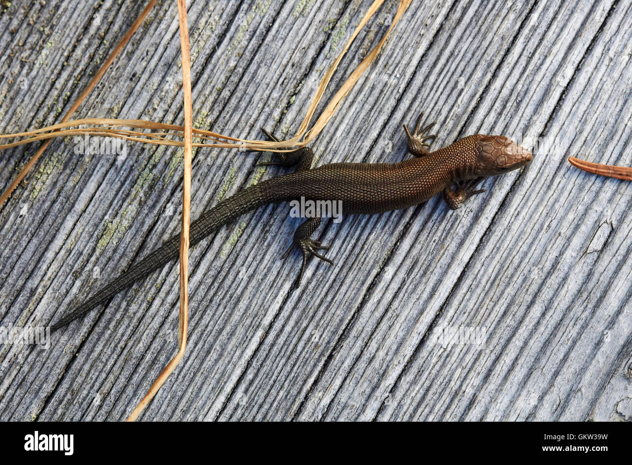 Zootoca vivipara, viviparous lizard Stock Photo - Alamy