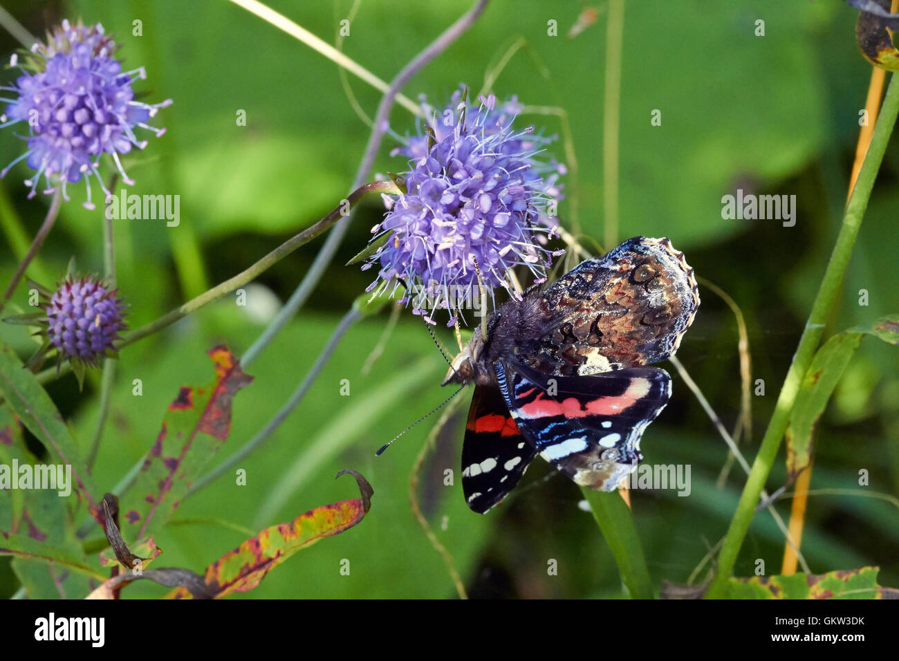 Vanessa atalanta, Red Admiral butterfly Stock Photo - Alamy