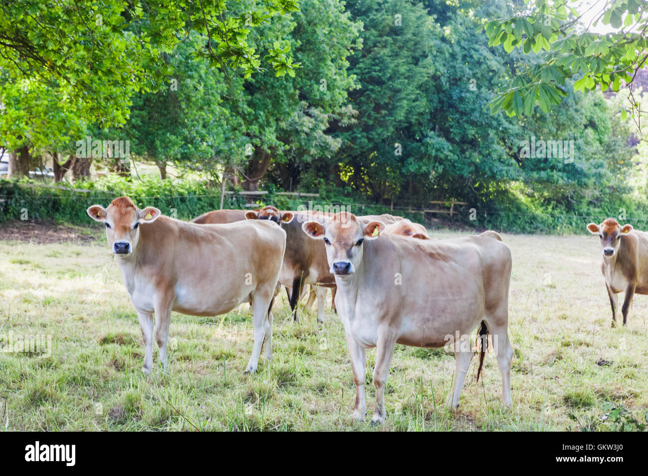 United Kingdom, Channel Islands, Jersey, Jersey Cows Stock Photo - Alamy