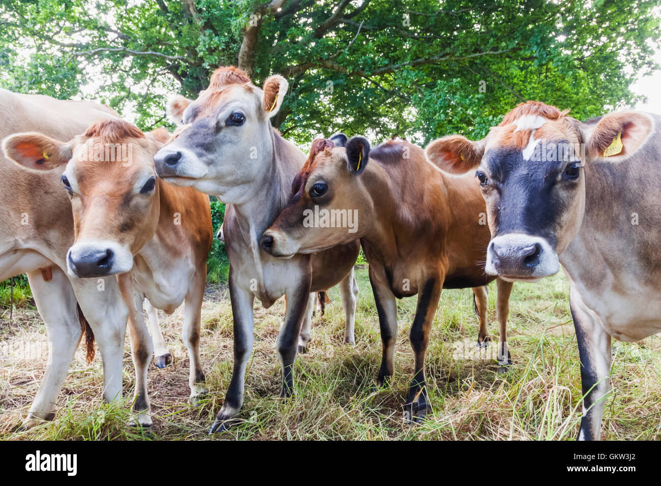 Jersey cattle farm channel islands hi-res stock photography and images ...