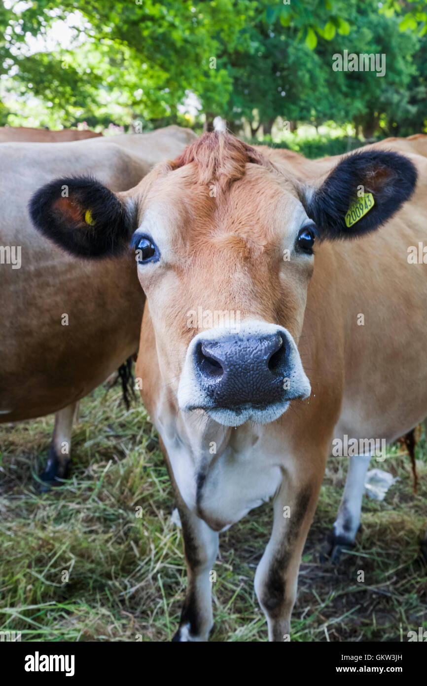United Kingdom, Channel Islands, Jersey, Jersey Cow Stock Photo - Alamy