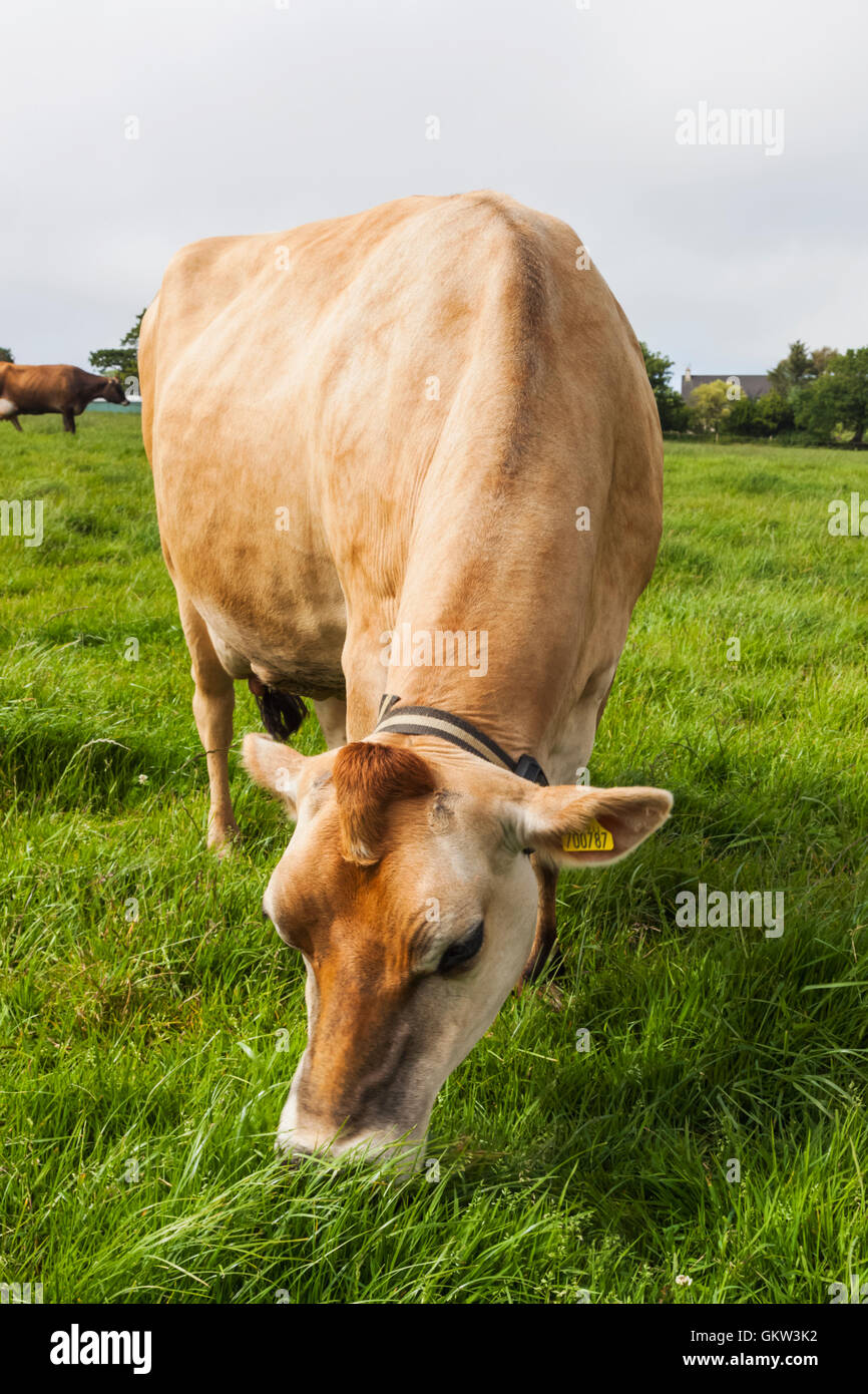 United Kingdom, Channel Islands, Jersey, Jersey Cow Stock Photo - Alamy
