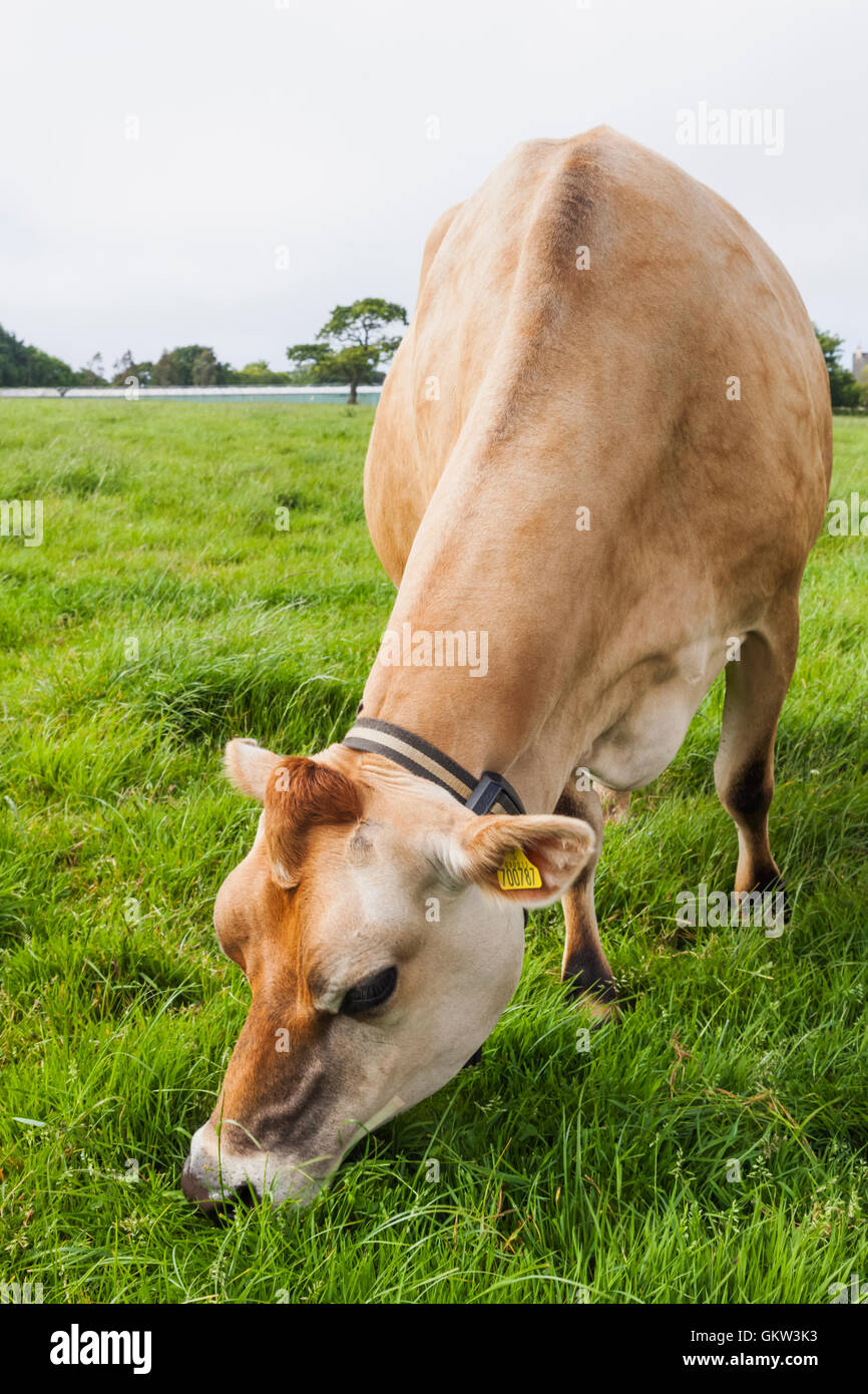 United Kingdom, Channel Islands, Jersey, Jersey Cow Stock Photo - Alamy