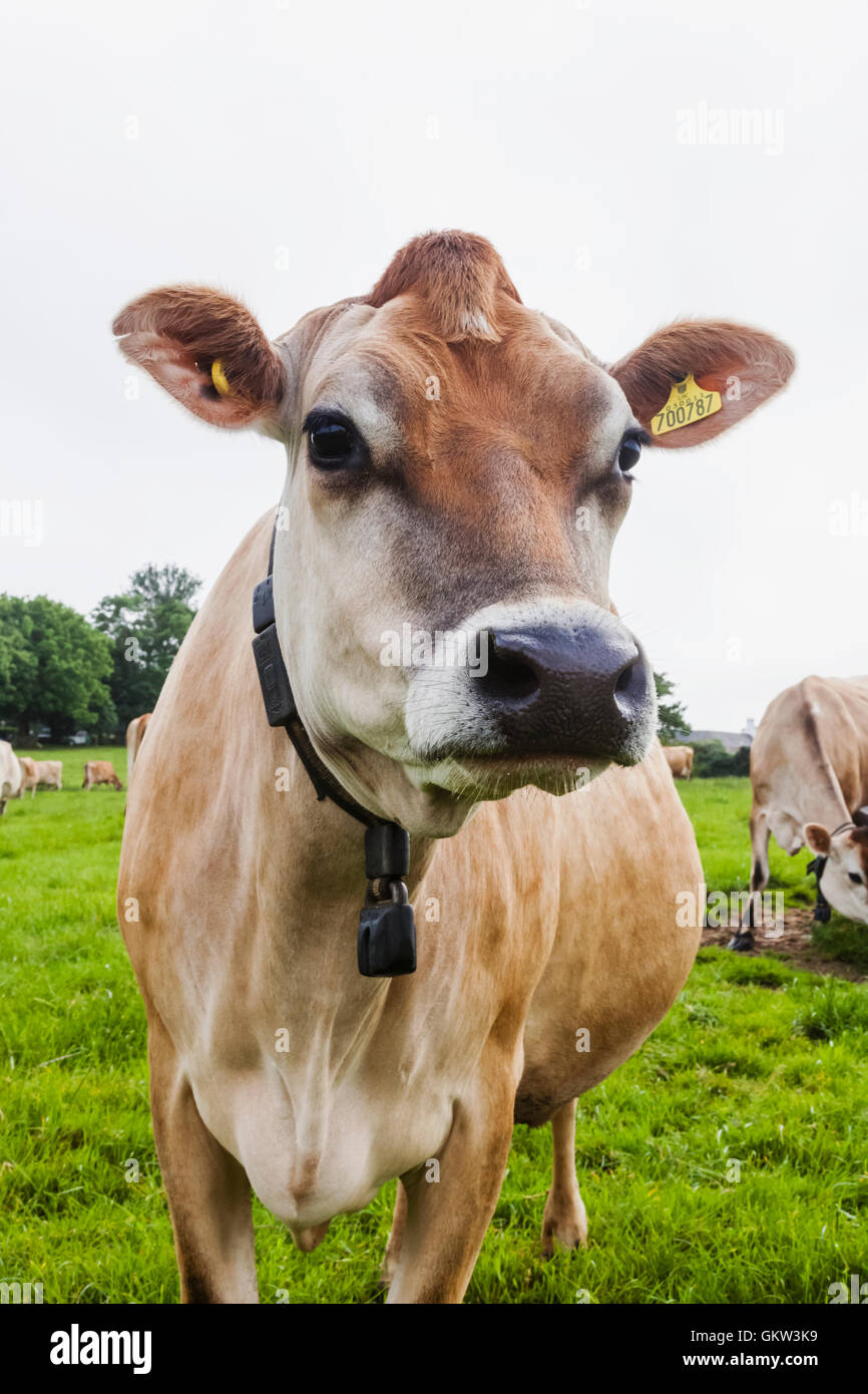 United Kingdom, Channel Islands, Jersey, Jersey Cow Stock Photo - Alamy