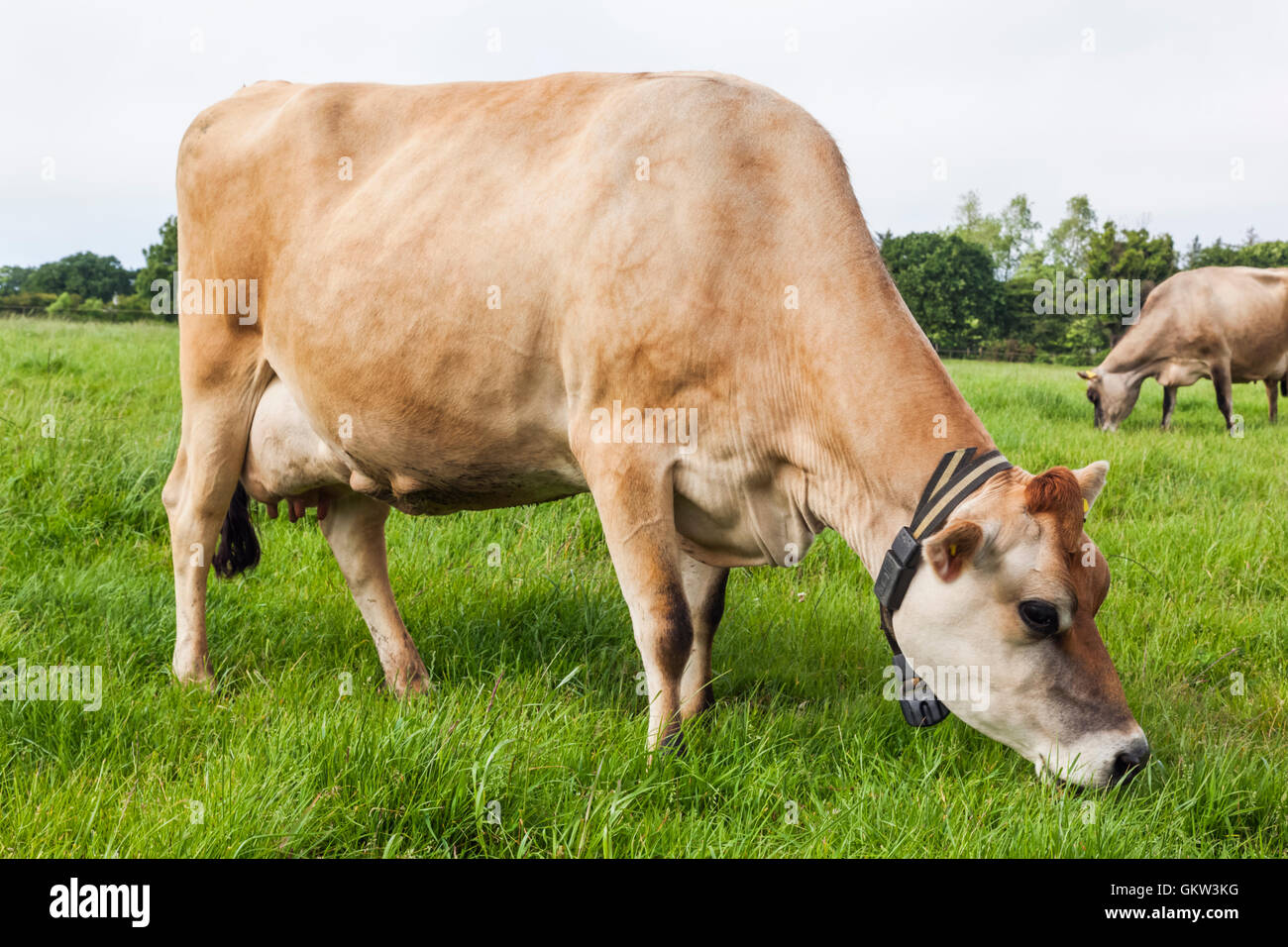 United Kingdom, Channel Islands, Jersey, Jersey Cow Stock Photo - Alamy