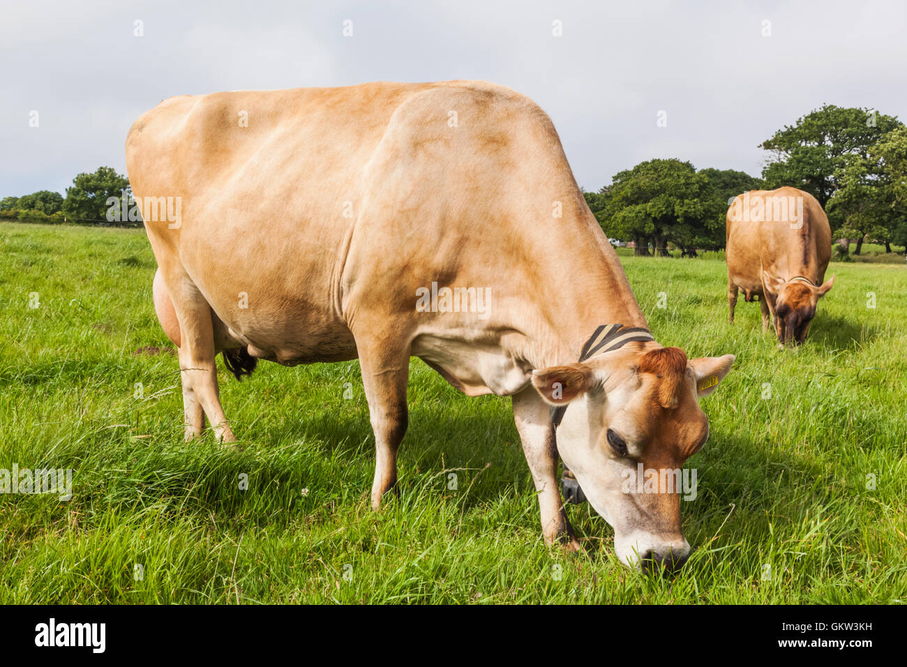 United Kingdom, Channel Islands, Jersey, Jersey Cow Stock Photo - Alamy