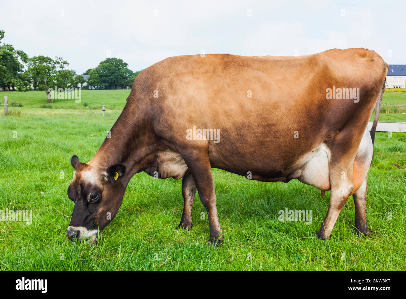 United Kingdom, Channel Islands, Jersey, Jersey Cow Stock Photo - Alamy