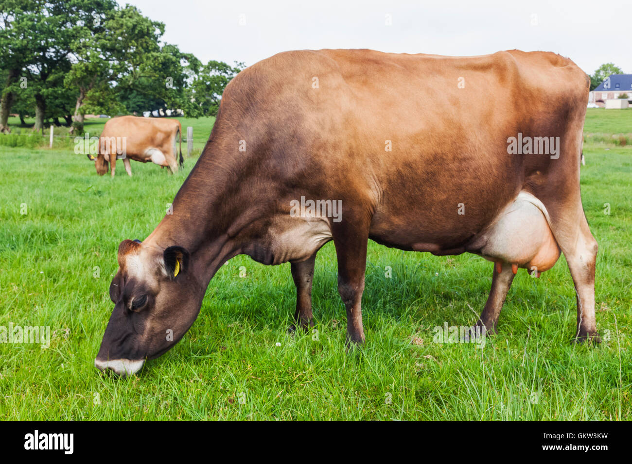 United Kingdom, Channel Islands, Jersey, Jersey Cow Stock Photo - Alamy
