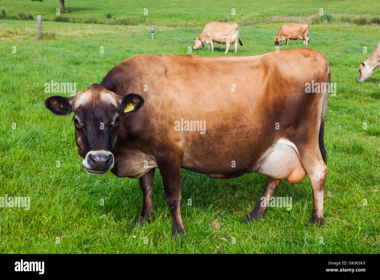 United Kingdom, Channel Islands, Jersey, Jersey Cow Stock Photo - Alamy