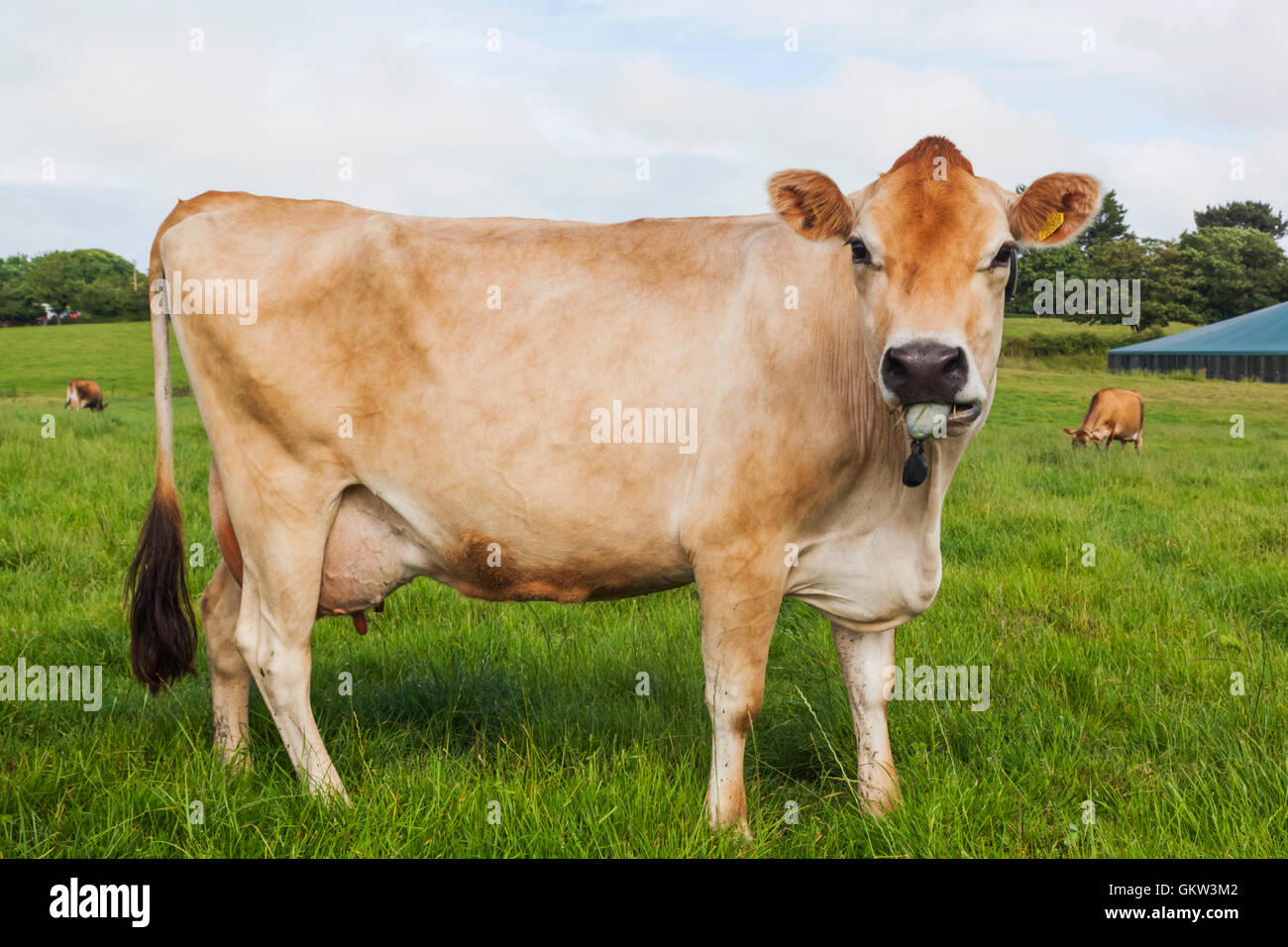 United Kingdom, Channel Islands, Jersey, Jersey Cow Stock Photo - Alamy